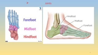 Ankle and foot assessment for physiotherapy | PPTX