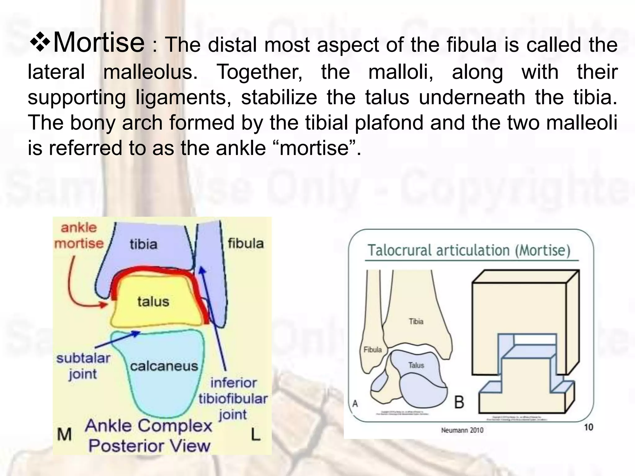 Ankle and foot complex | PPTX