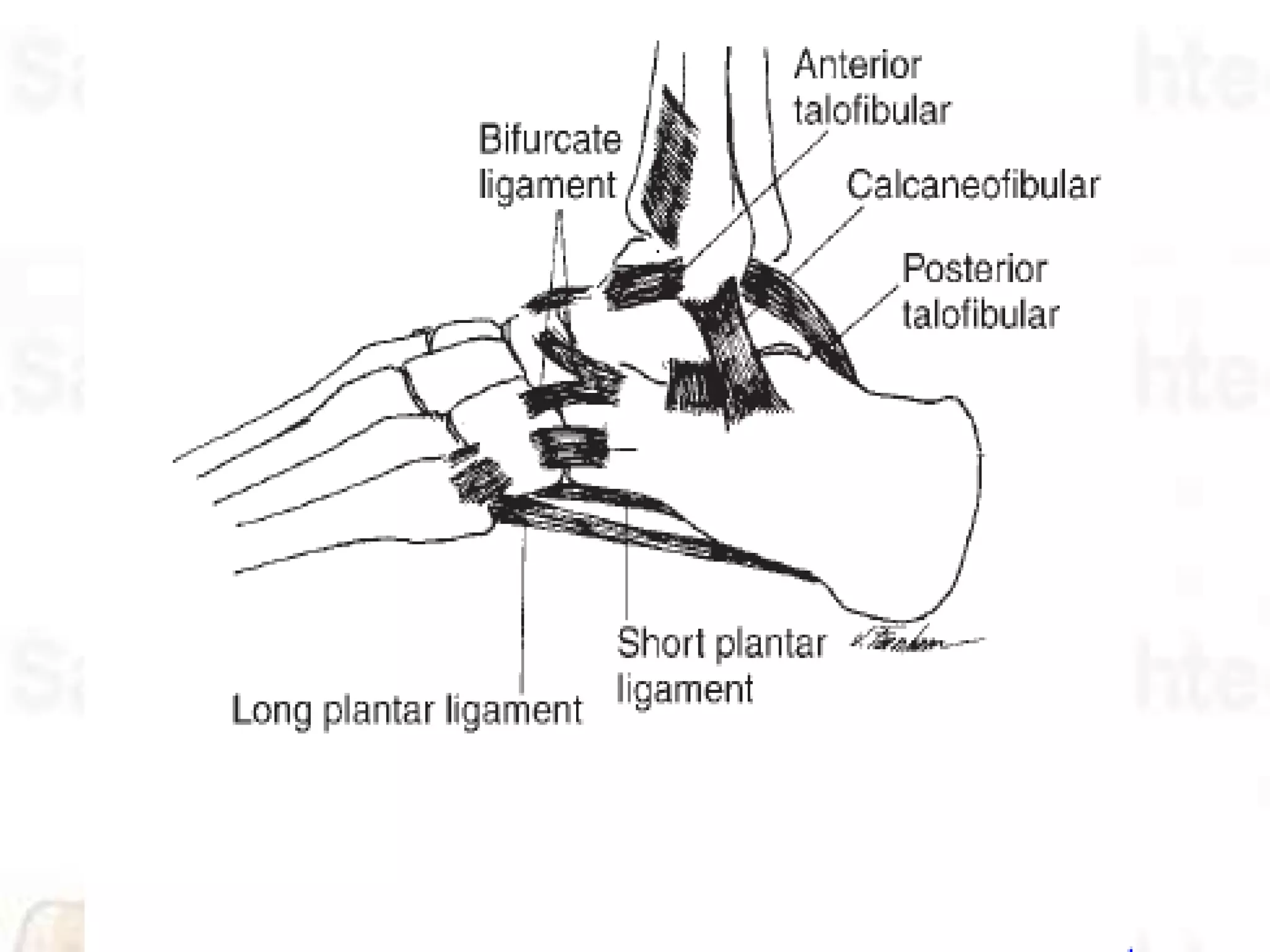 Ankle and foot complex | PPTX
