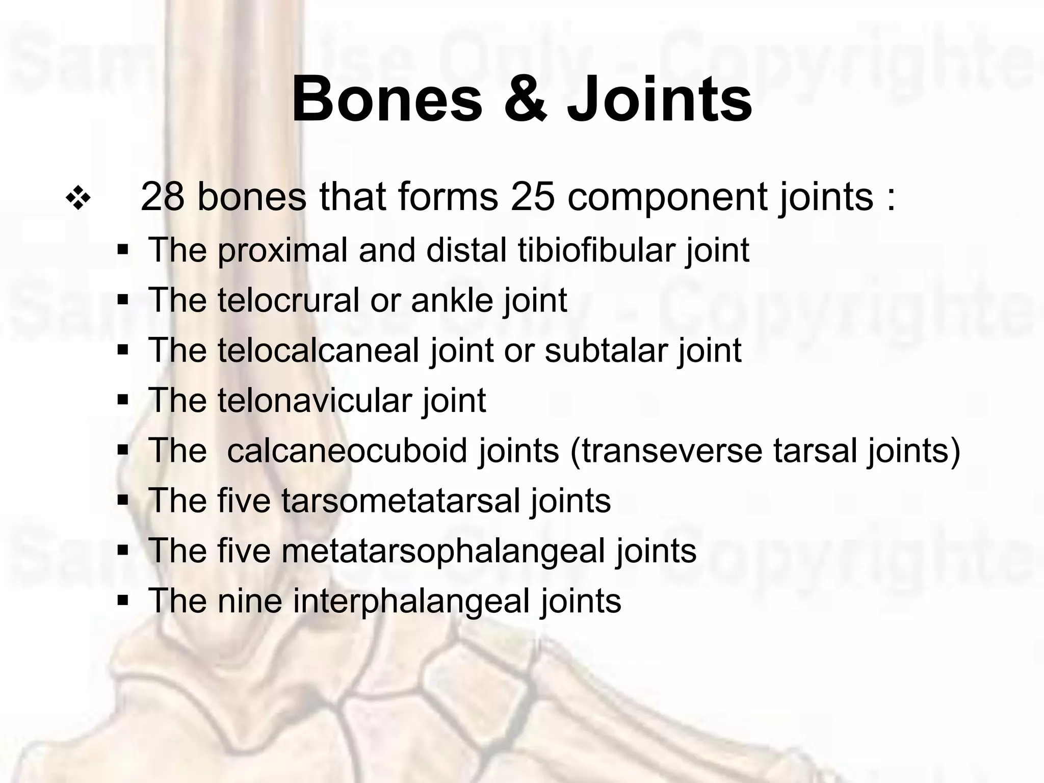 Ankle and foot complex | PPTX