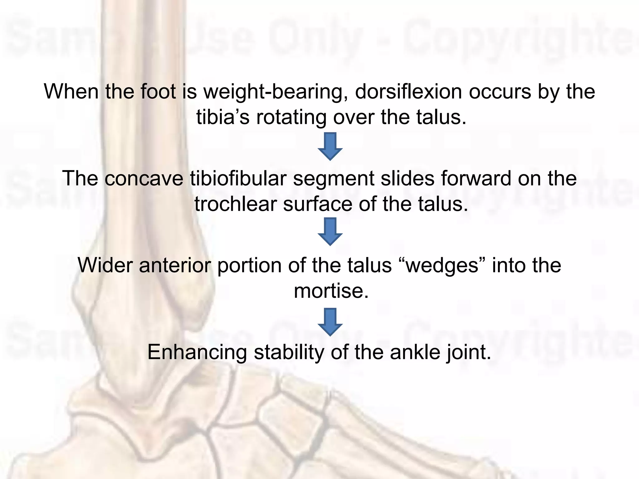 Ankle and foot complex | PPTX