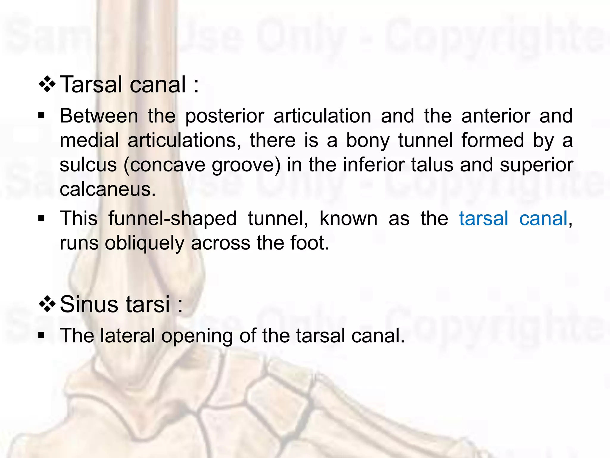 Ankle and foot complex | PPTX