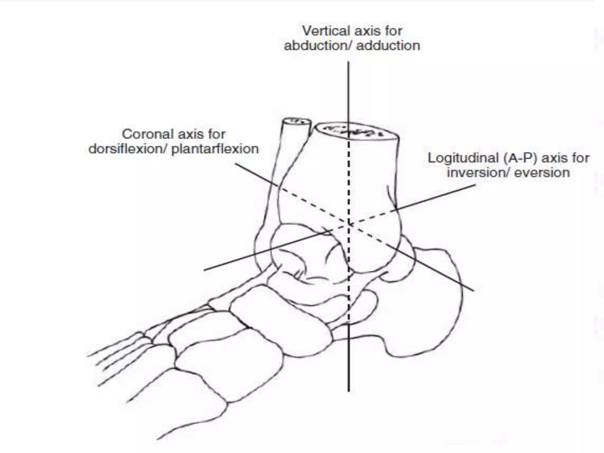 Ankle and foot complex | PPTX
