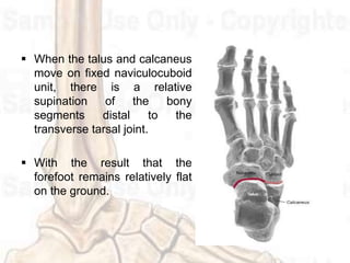 Ankle and foot complex | PPTX