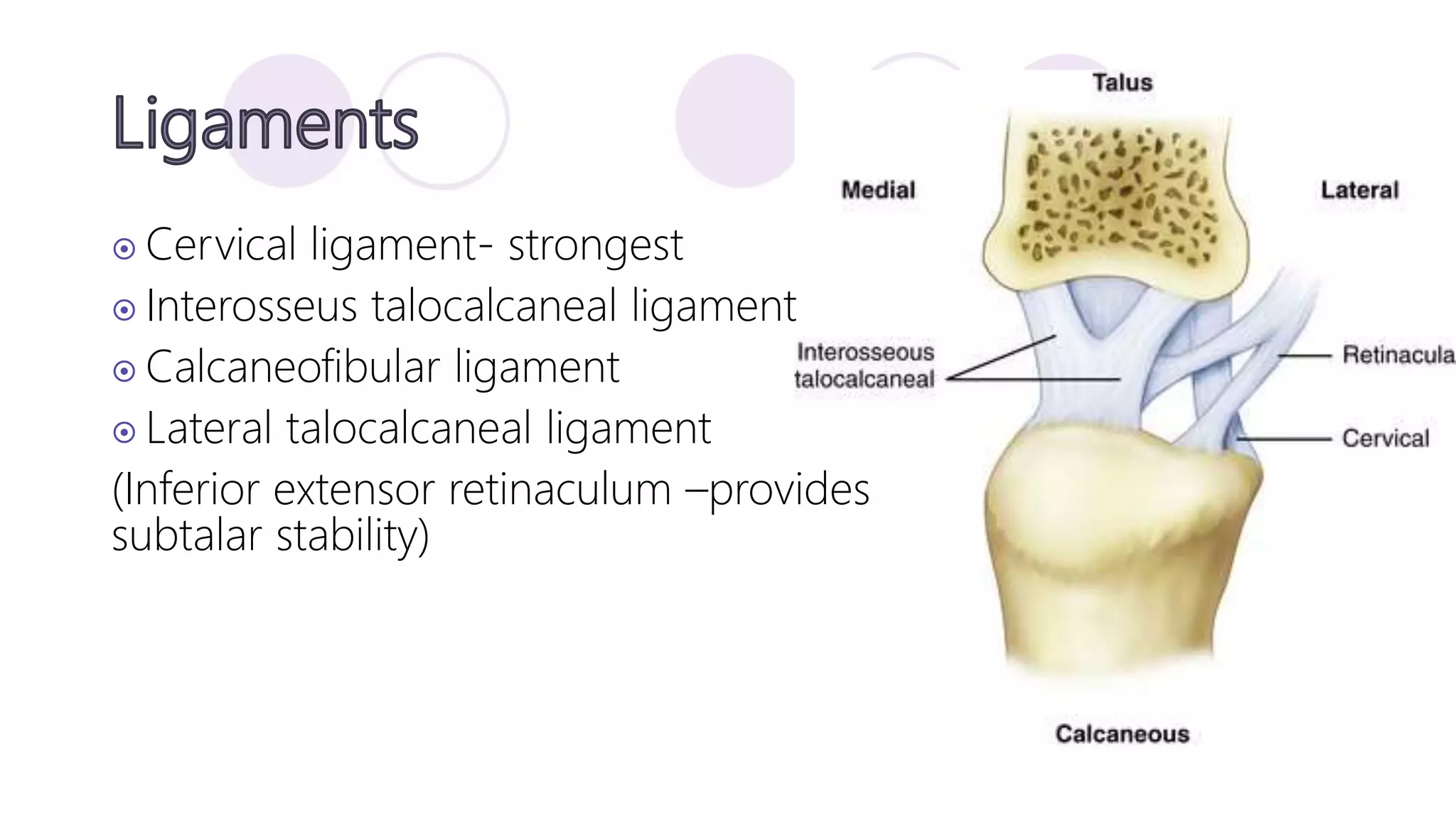 Ankle and foot complex | PPTX