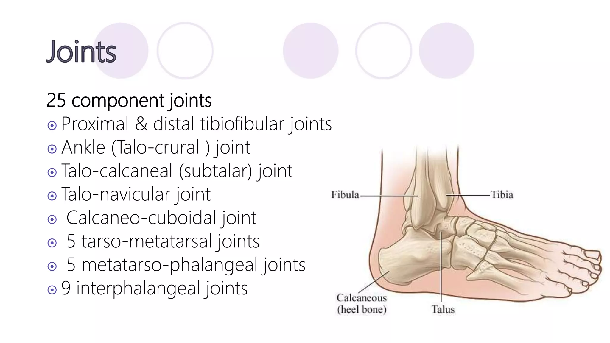 Ankle and foot complex | PPTX