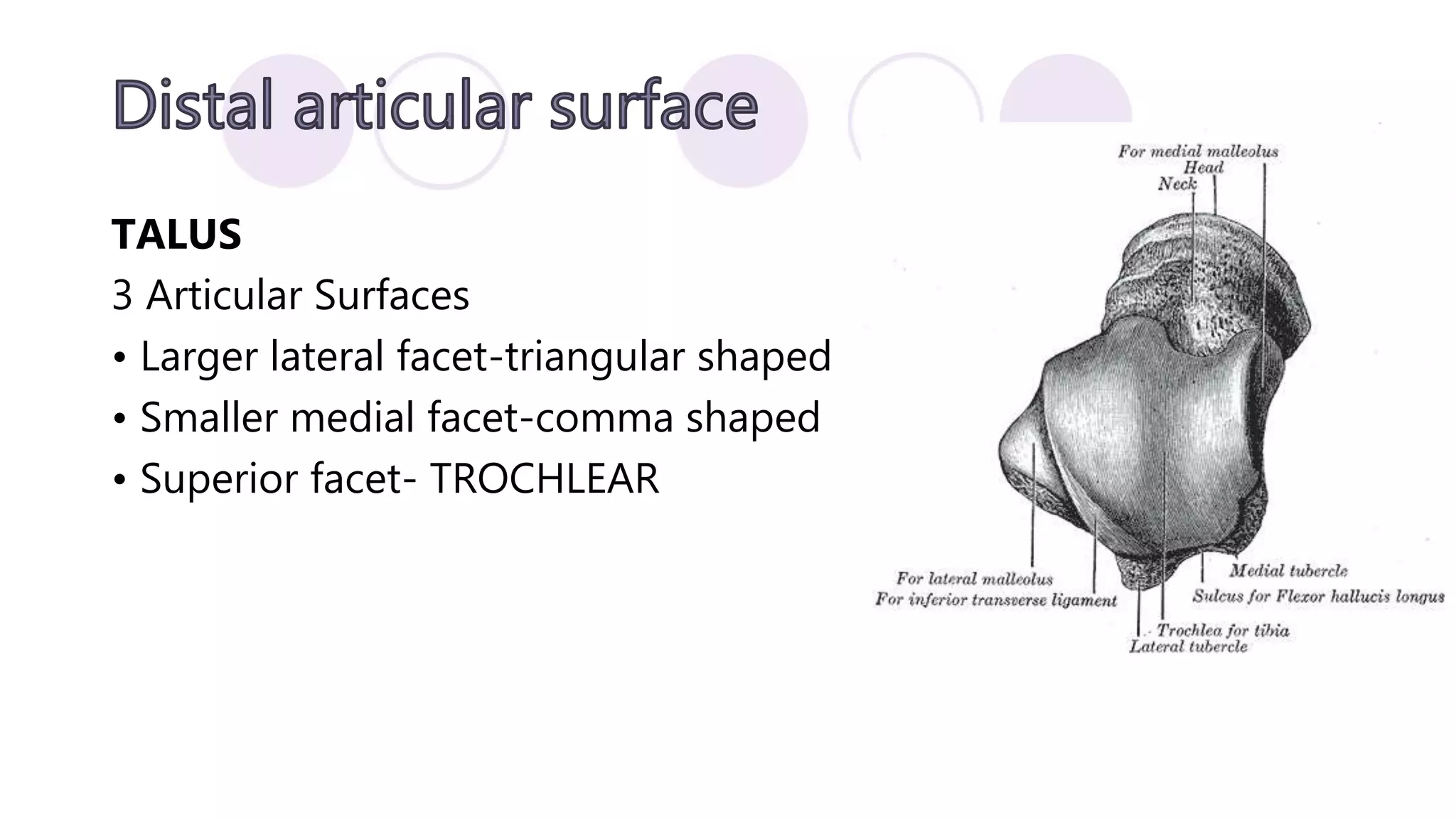 Ankle and foot complex | PPTX