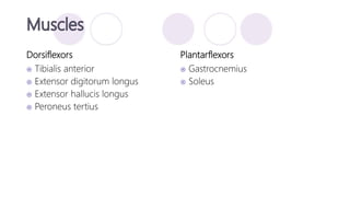 Ankle and foot complex | PPTX