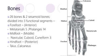 Ankle and foot complex | PPTX