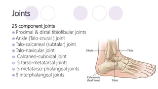 Ankle and foot complex | PPTX