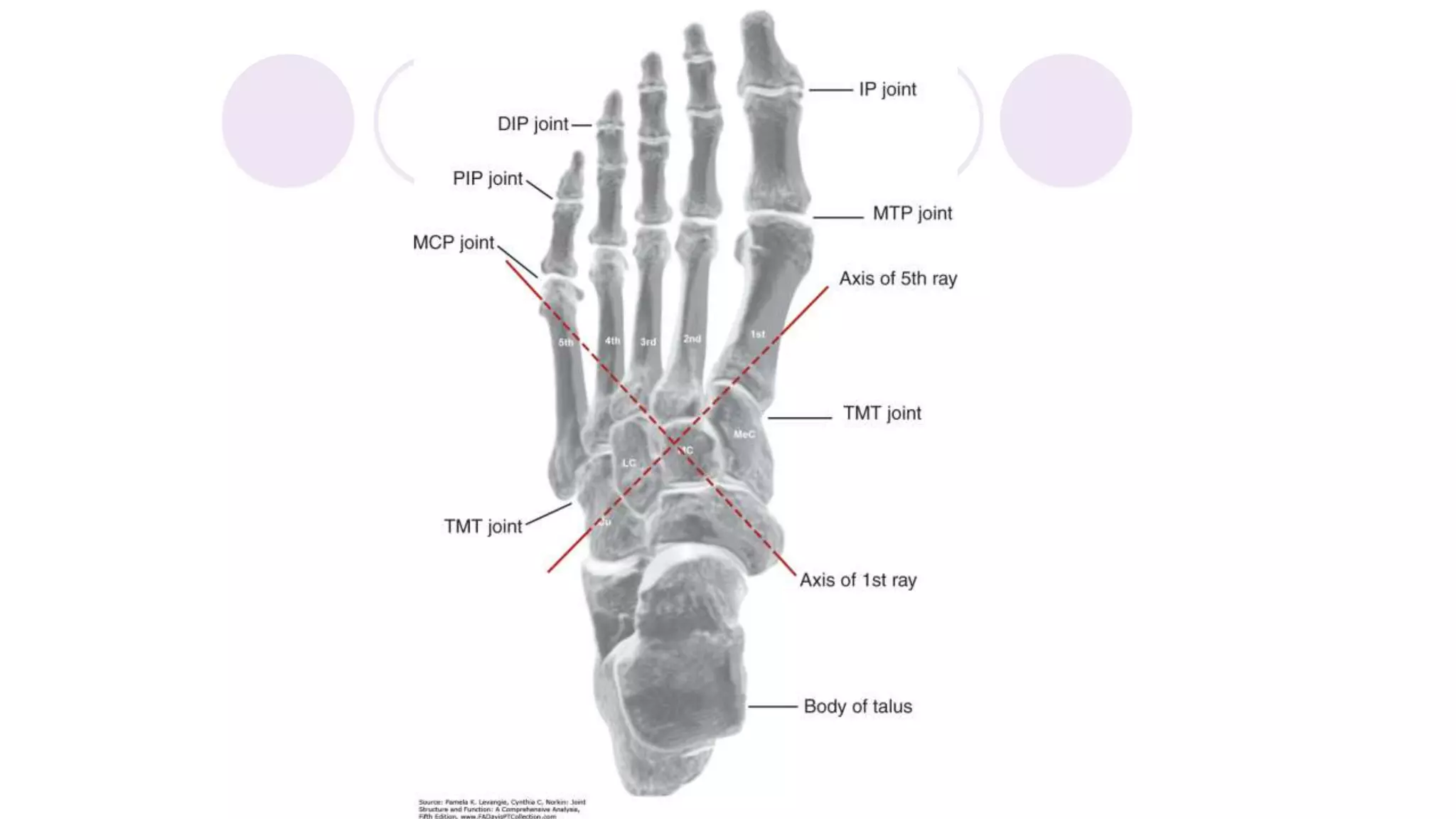 ankleandfootcomplex-190730140126 (1).pdf