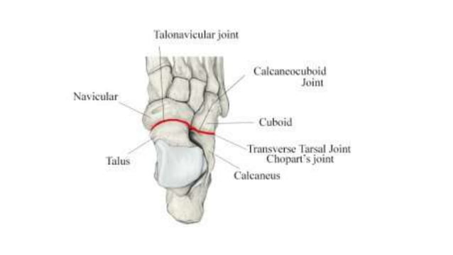 ankleandfootcomplex-190730140126 (1).pdf