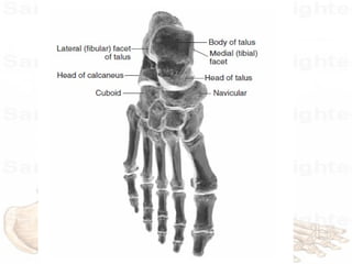 Ankle and Foot Complex biomechanics and its pathology | PPTX