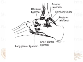 Ankle and Foot Complex biomechanics and its pathology | PPTX