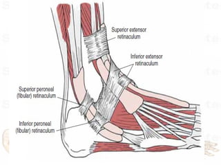 Ankle and Foot Complex biomechanics and its pathology | PPTX