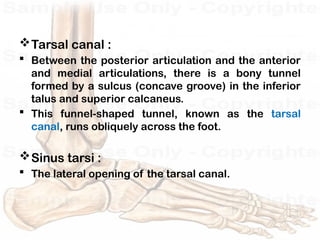 Ankle and Foot Complex biomechanics and its pathology | PPTX