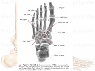 Ankle and Foot Complex biomechanics and its pathology | PPTX