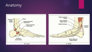 Ankle and Foot | PPTX