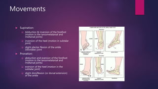Ankle and Foot | PPTX