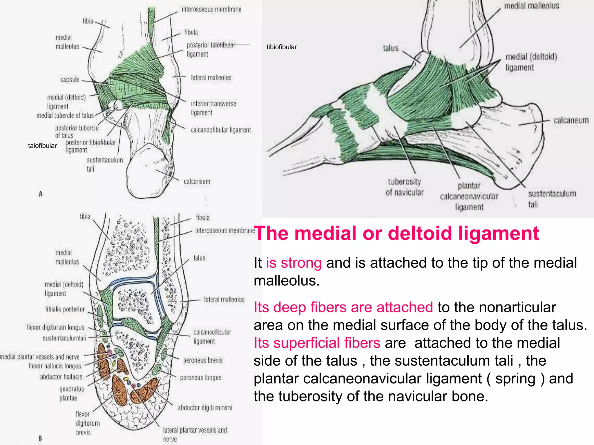 Ankle and Tibiofibular Joint.pptx
