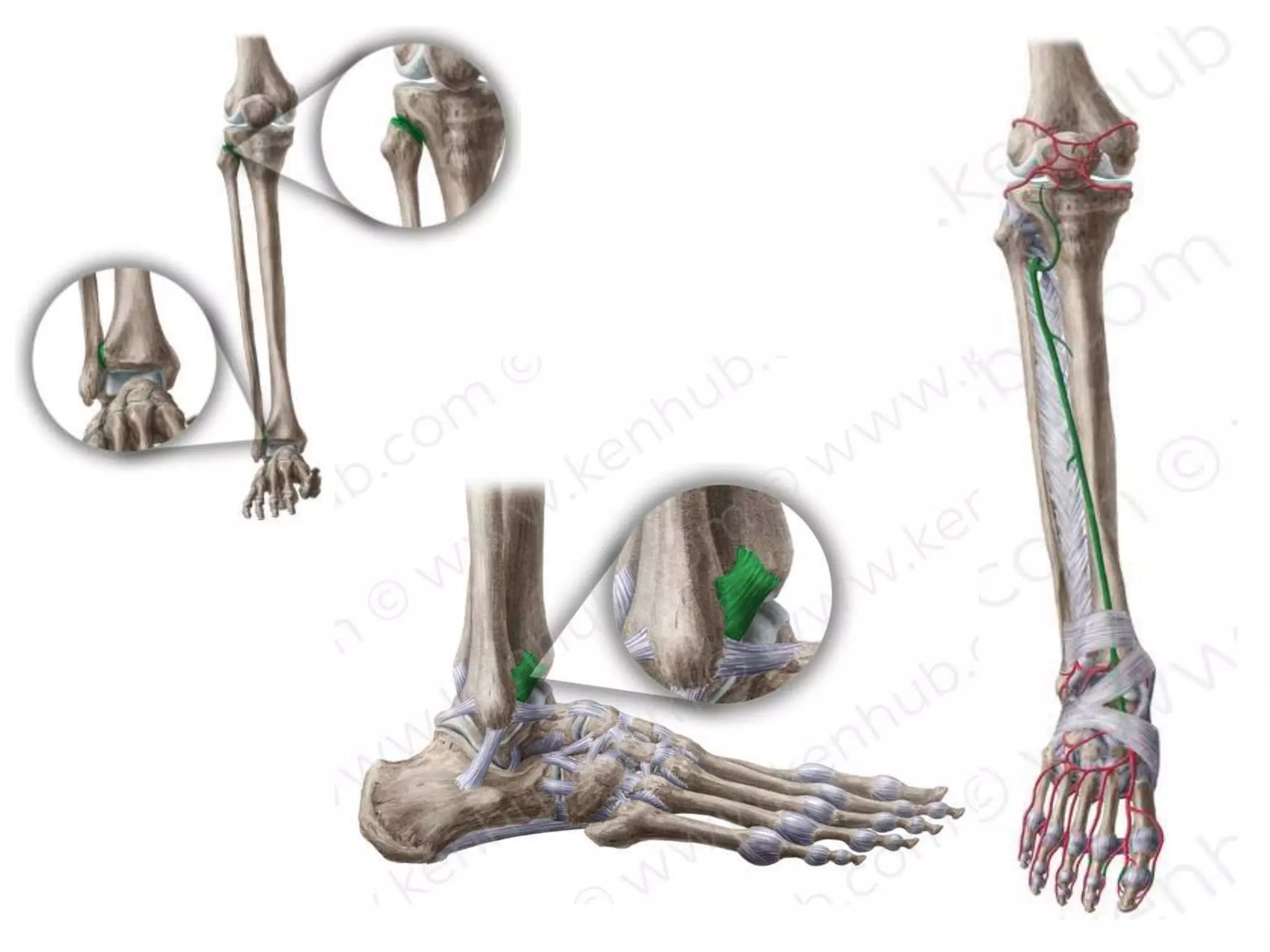 Ankle and Tibiofibular Joint.pptx