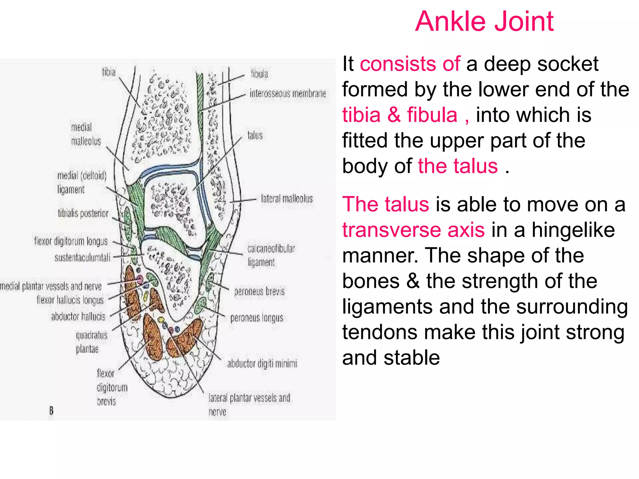 Ankle and Tibiofibular Joint.pptx