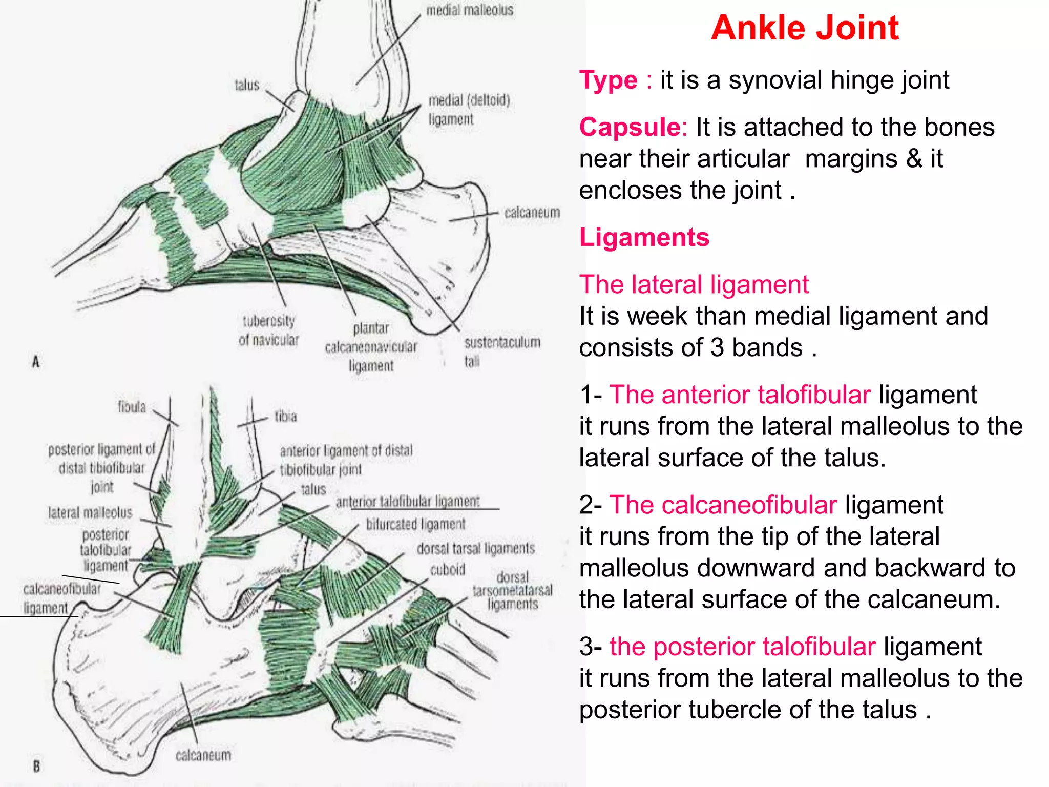 Ankle and Tibiofibular Joint.pptx