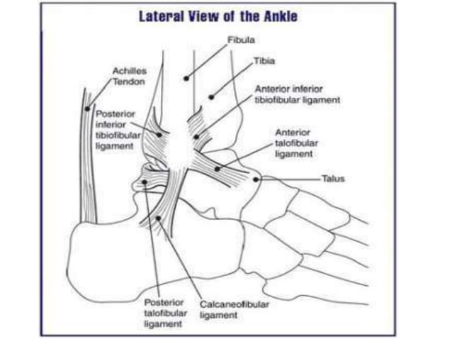Ankle and Tibiofibular Joint.pptx