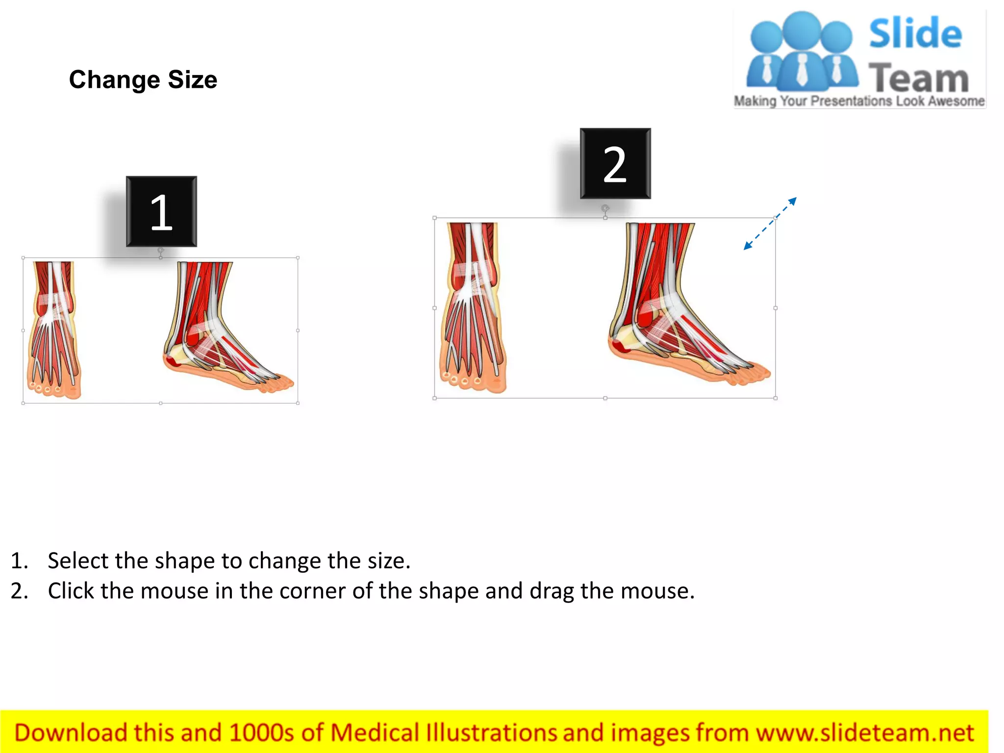 Ankle anterior view medical images for power point | PDF