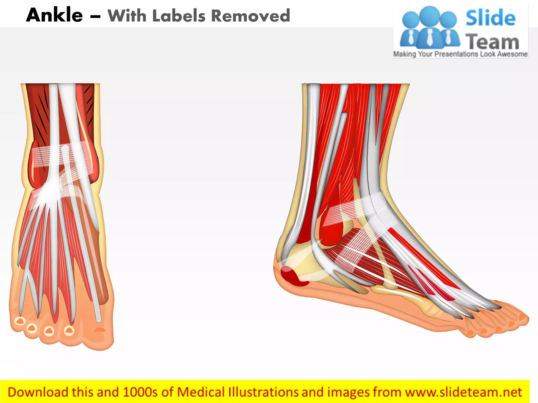 Ankle anterior view medical images for power point | PPT
