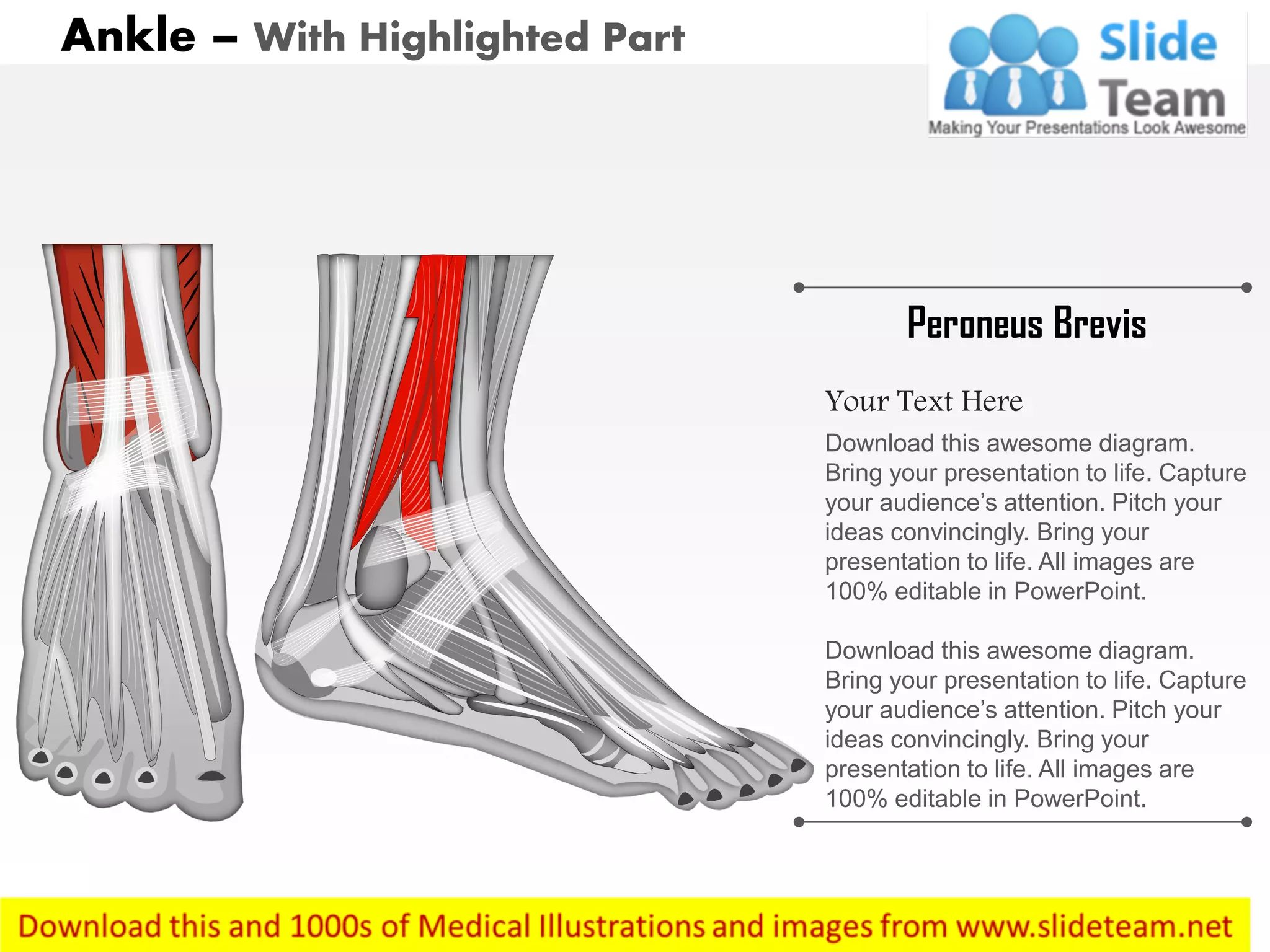 Ankle anterior view medical images for power point | PDF