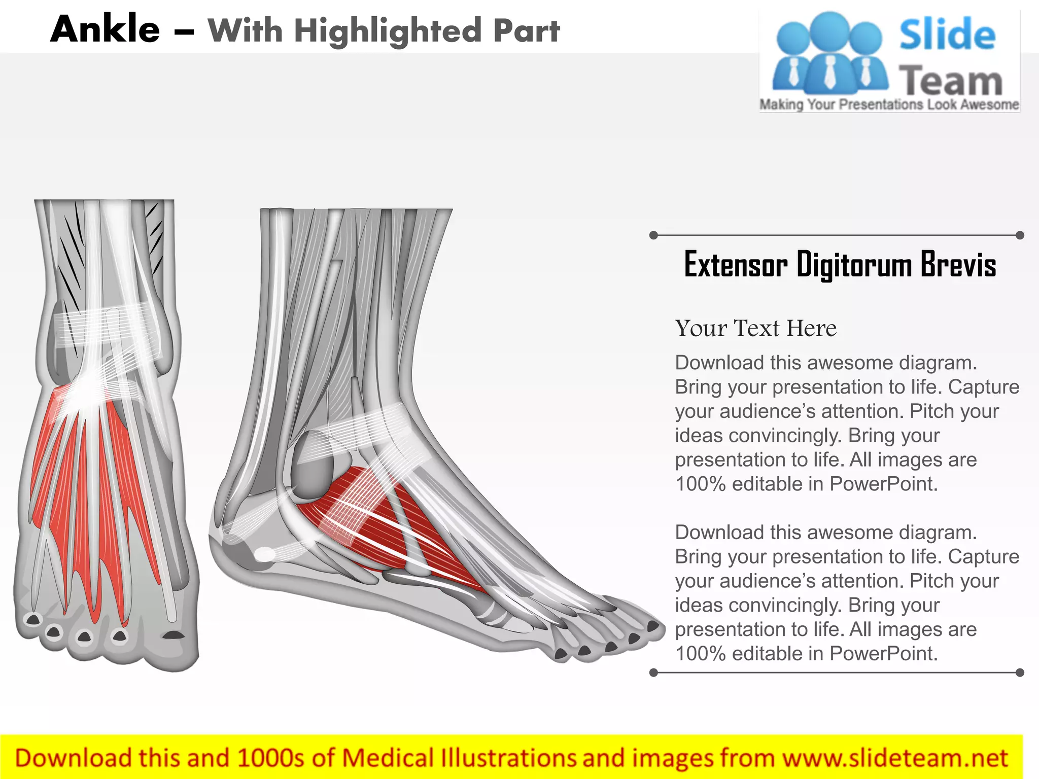Ankle anterior view medical images for power point | PDF