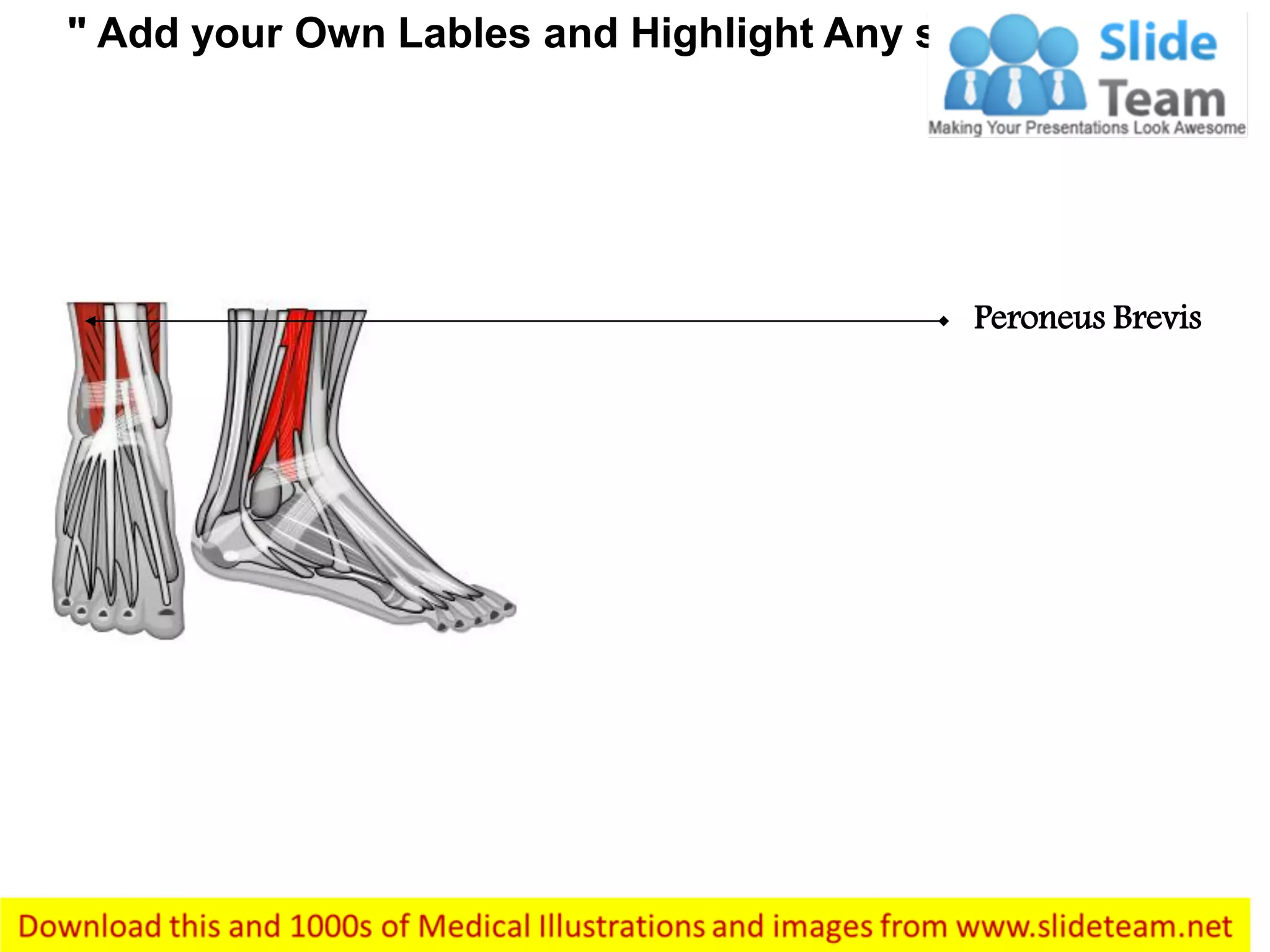 Ankle anterior view medical images for power point | PDF