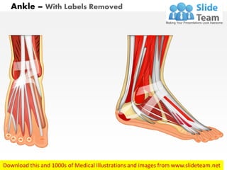 Ankle anterior view medical images for power point | PDF