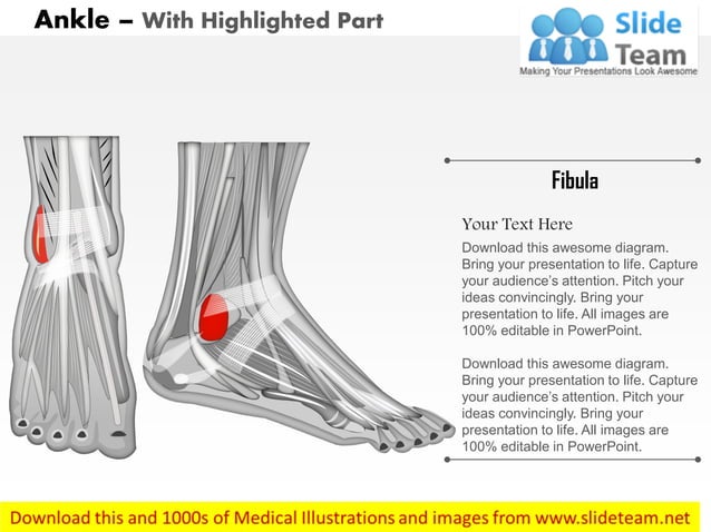 Ankle anterior view medical images for power point | PPT