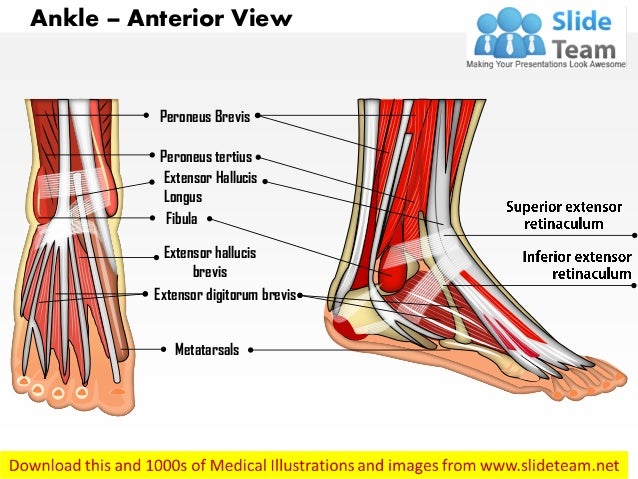 Ankle anterior view medical images for power point