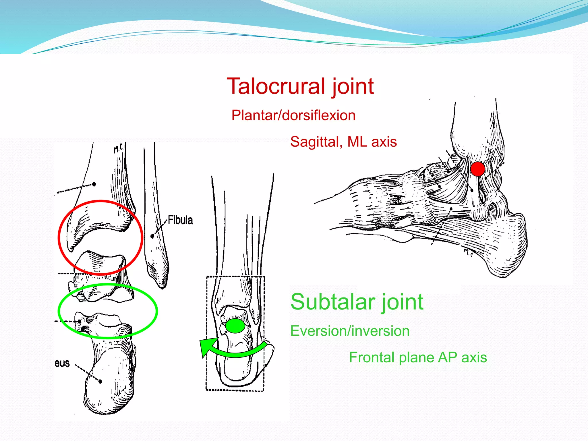 Examination evaluation & Assessment of Ankle & Foot | PPTX