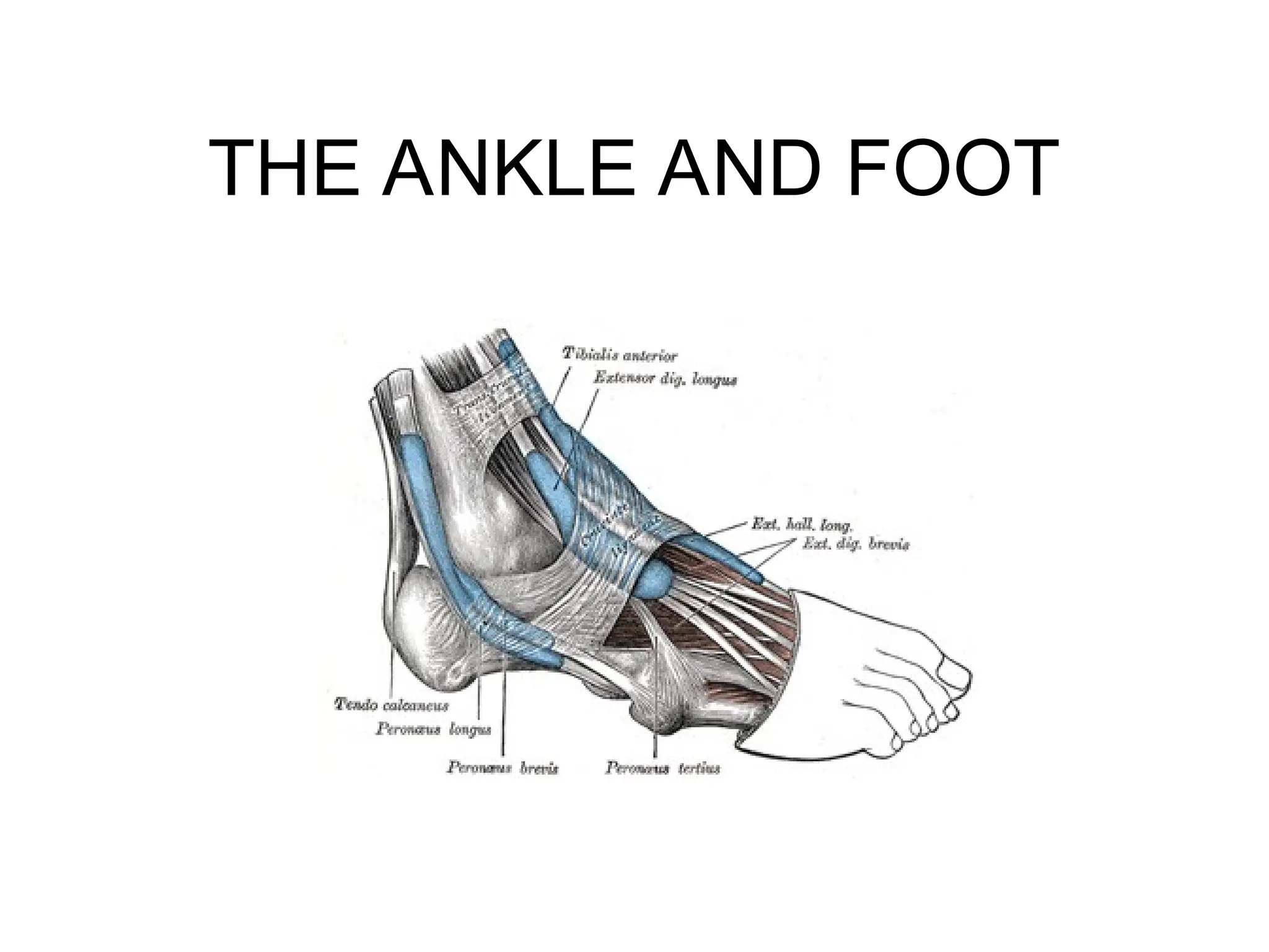 ankle_bone (1).ppt anatomy for foot drop | PPT