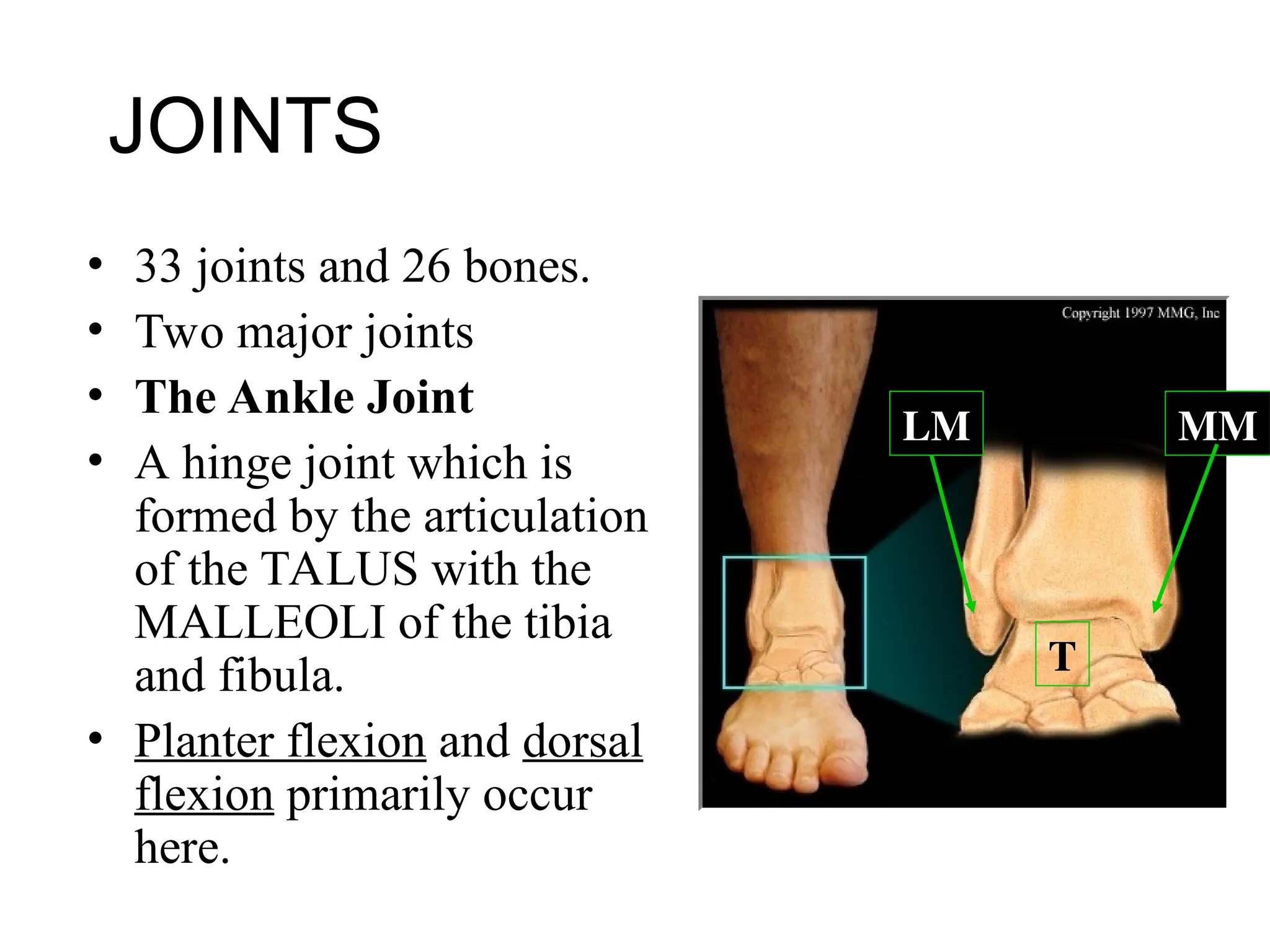 ankle_bone (1).ppt anatomy for foot drop | PPT