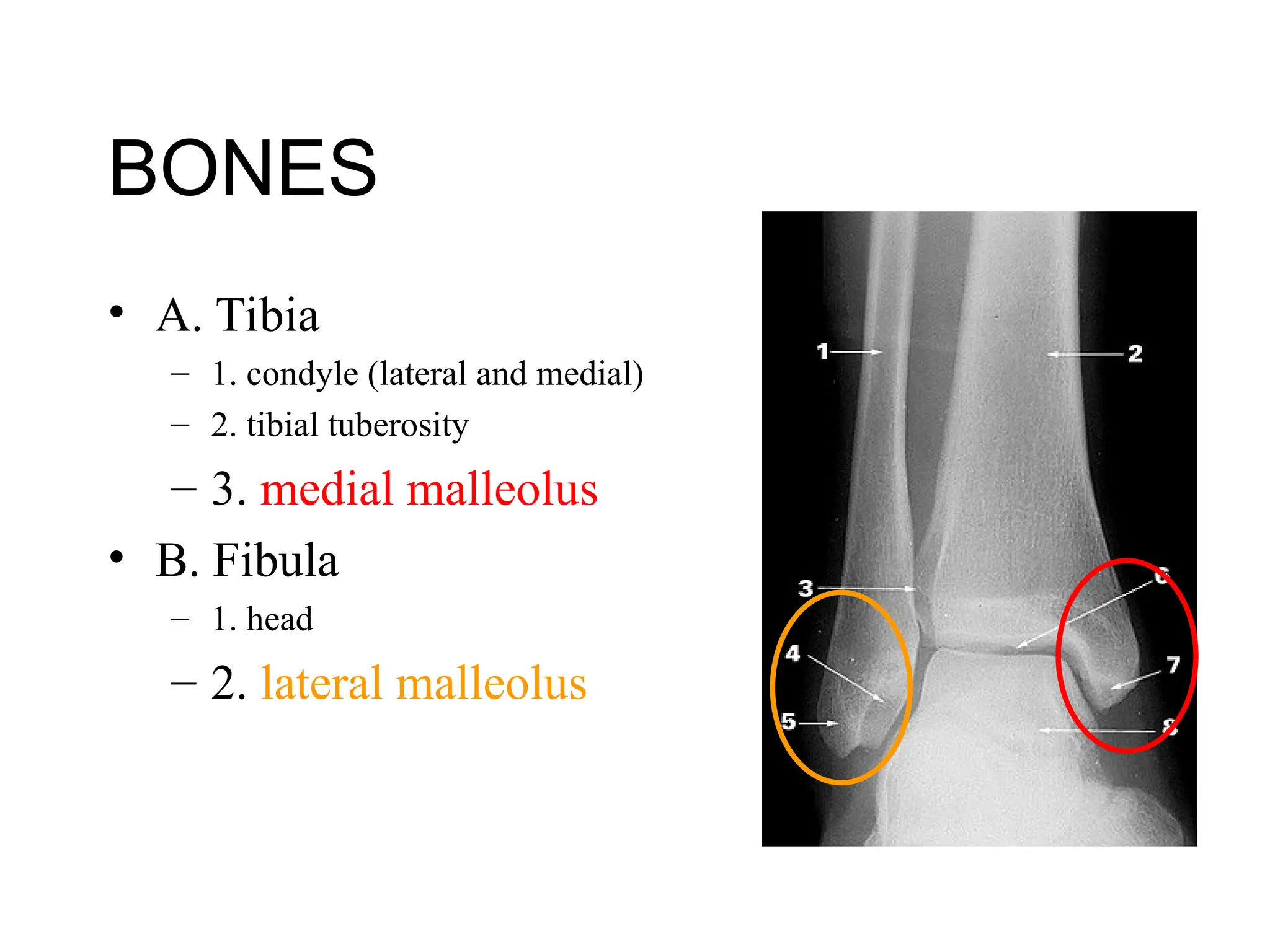 ankle_bone (1).ppt anatomy for foot drop | PPT