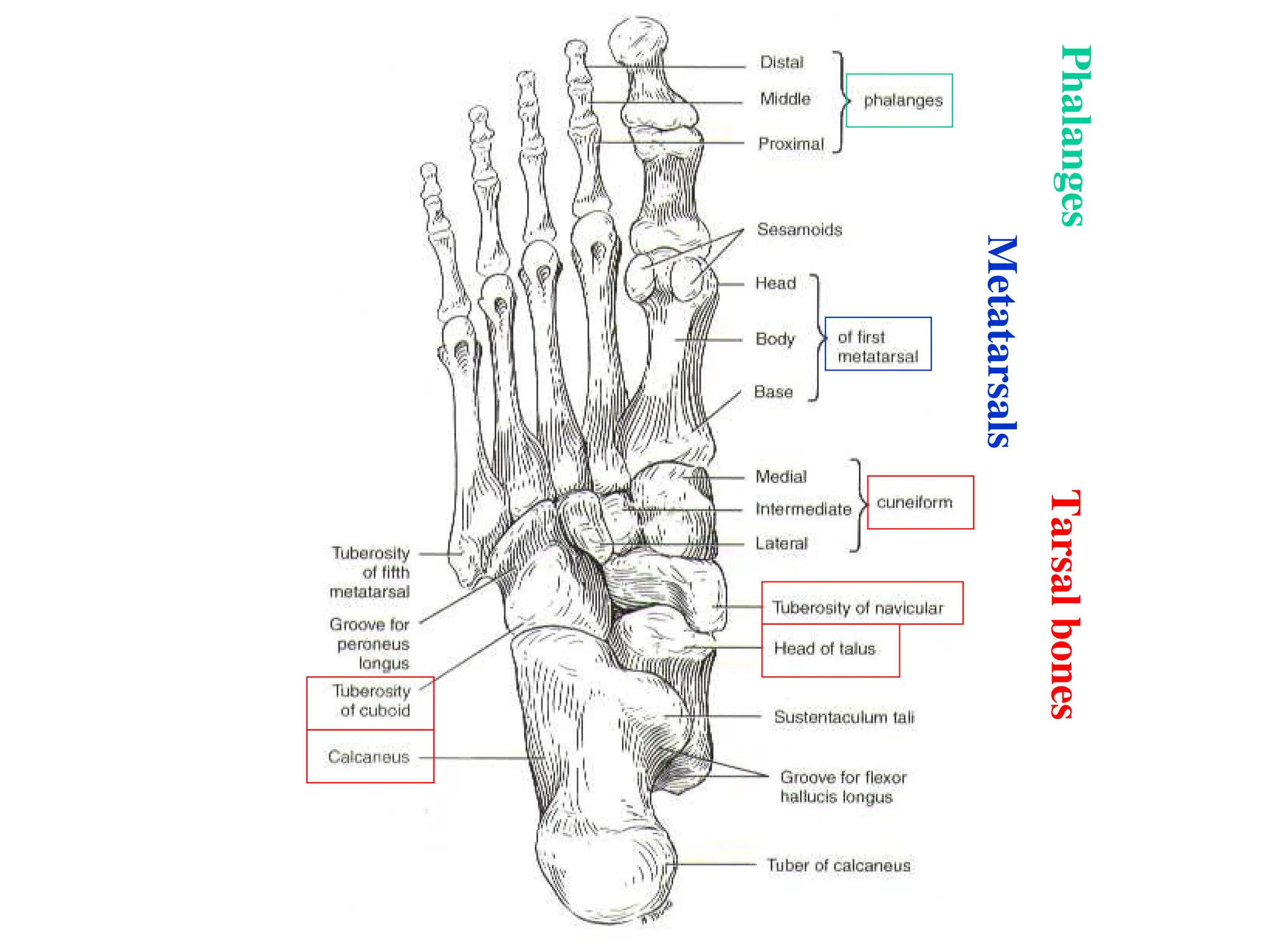 ankle_bone (1).ppt anatomy for foot drop | PPT