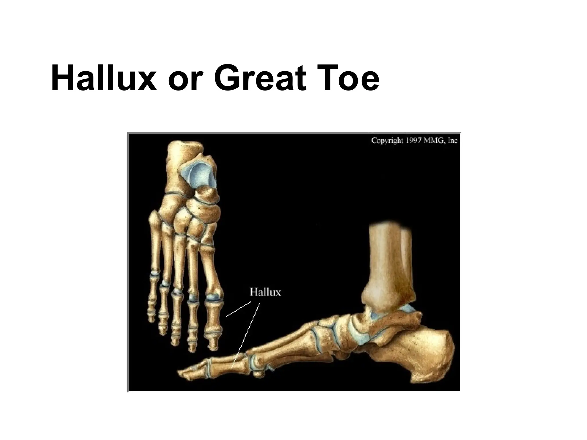ankle_bone (1).ppt anatomy for foot drop | PPT