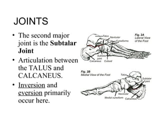 ankle_bone (1).ppt anatomy for foot drop | PPT