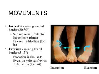 ankle_bone (1).ppt anatomy for foot drop | PPT