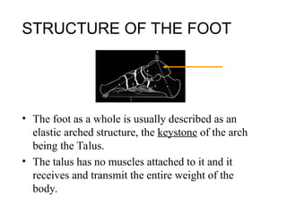 ankle_bone (1).ppt anatomy for foot drop | PPT
