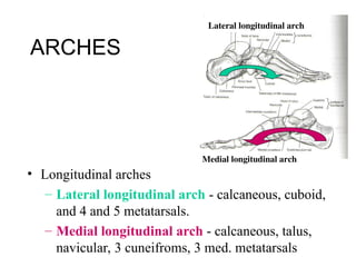 ankle_bone (1).ppt anatomy for foot drop | PPT