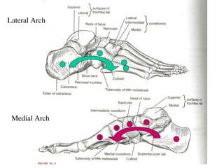 ankle_bone (1).ppt anatomy for foot drop | PPT