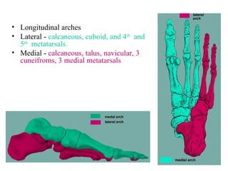 ankle_bone (1).ppt anatomy for foot drop | PPT