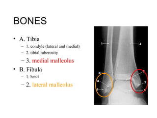 ankle_bone (1).ppt anatomy for foot drop | PPT