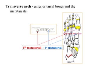 ankle_bone (1).ppt anatomy for foot drop | PPT